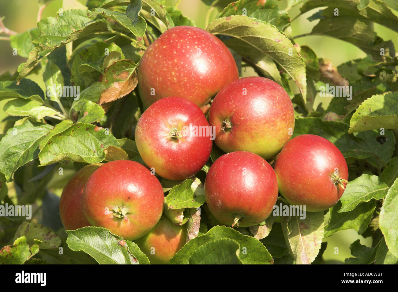 Apple george cave hi-res stock photography and images - Alamy