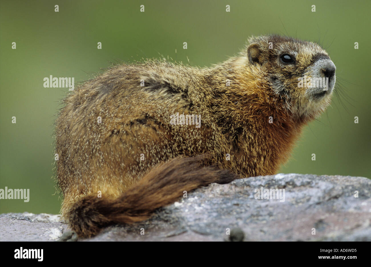 Yellow Bellied Marmot Marmota flaviventris sitting on wall in Grand ...