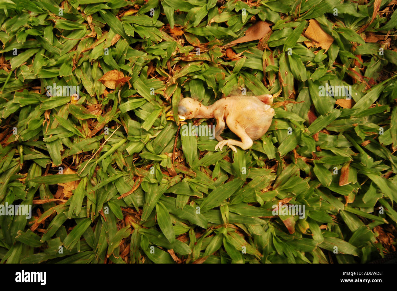 dead baby bird 1 Stock Photo - Alamy