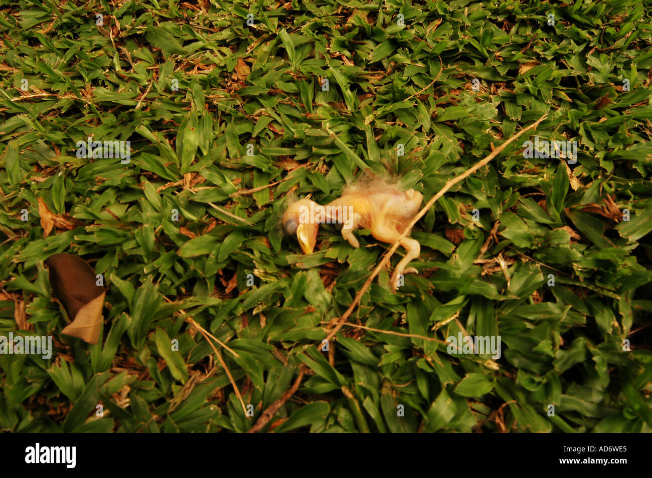 dead baby bird 2 Stock Photo - Alamy