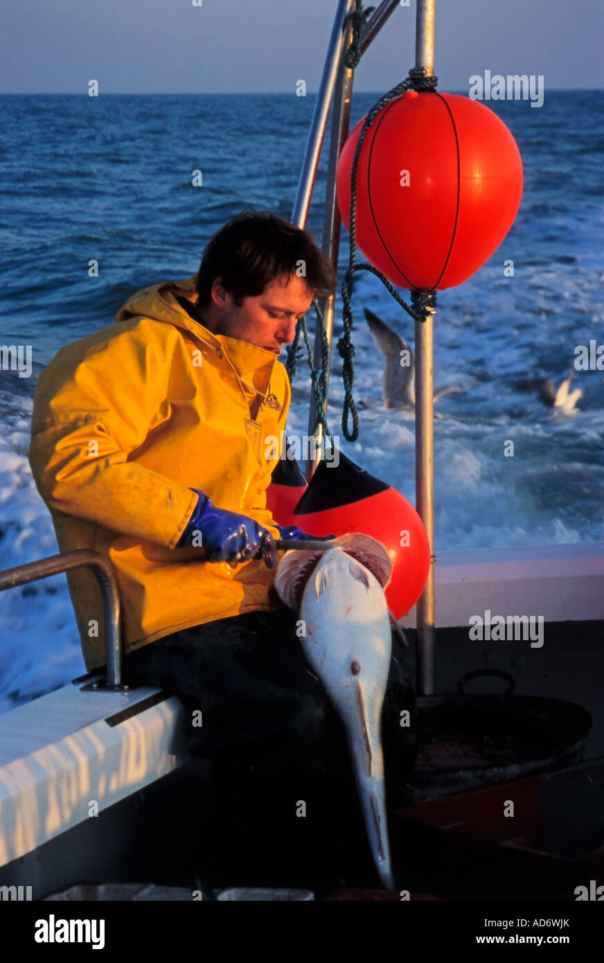 Gutting Fish Cod Long Line Fishing North Sea, British Waters Stock ...