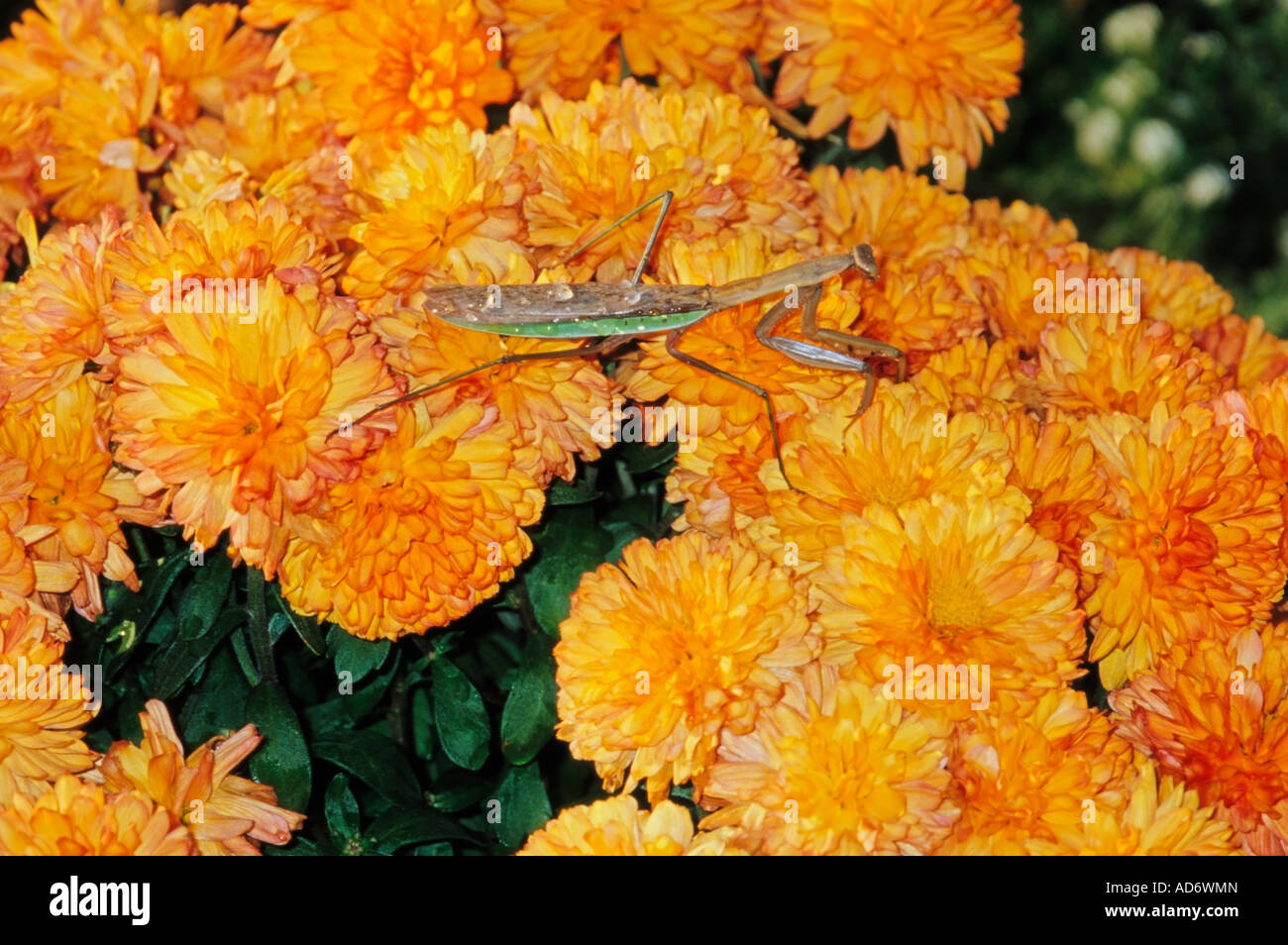 Praying Mantis North America Stock Photo - Alamy