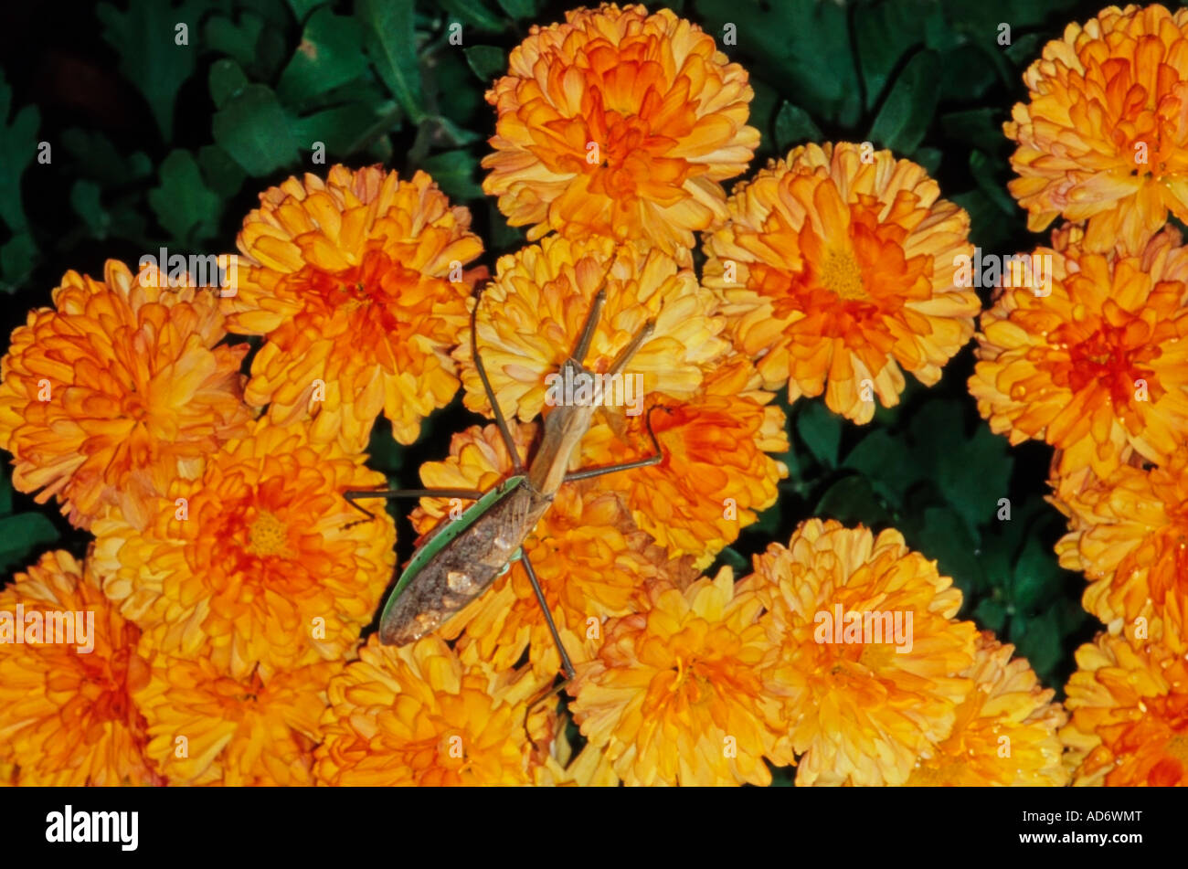 Praying Mantis North America Stock Photo - Alamy