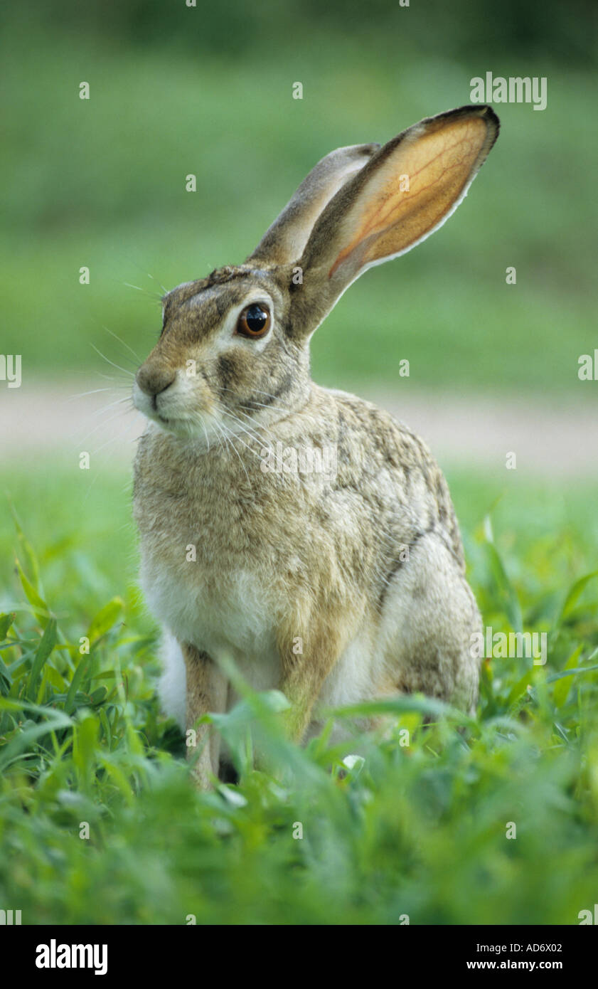 African Hare sitting and watching in Tanzania East Africa with eye ...