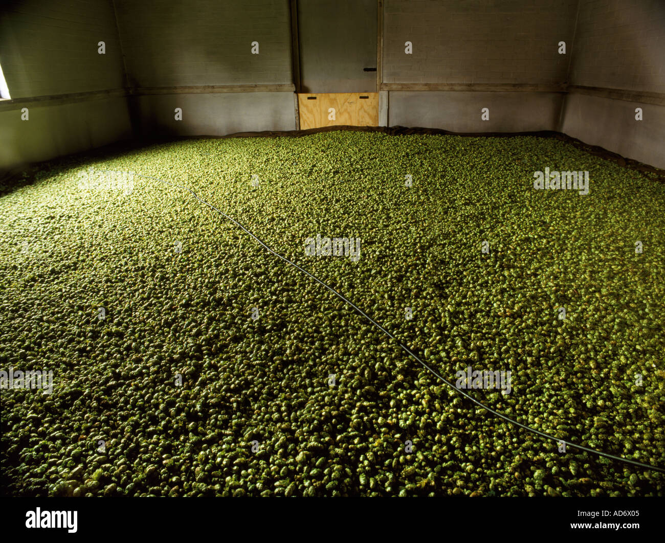 Target hops spread a metre deep cooking to dry them out with ...