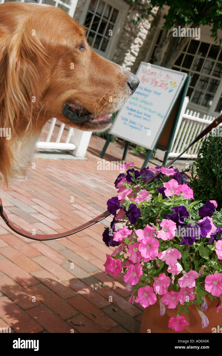 Middleburg Virginia,Loudoun County,Washington Street,dog dogs,pet pets ...