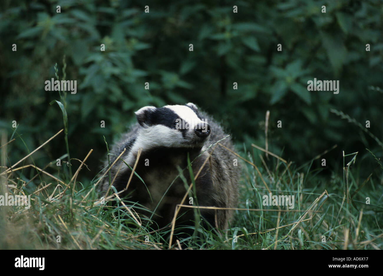 Badger Meles meles sniffing the air as it feeds in long grasses on the ...