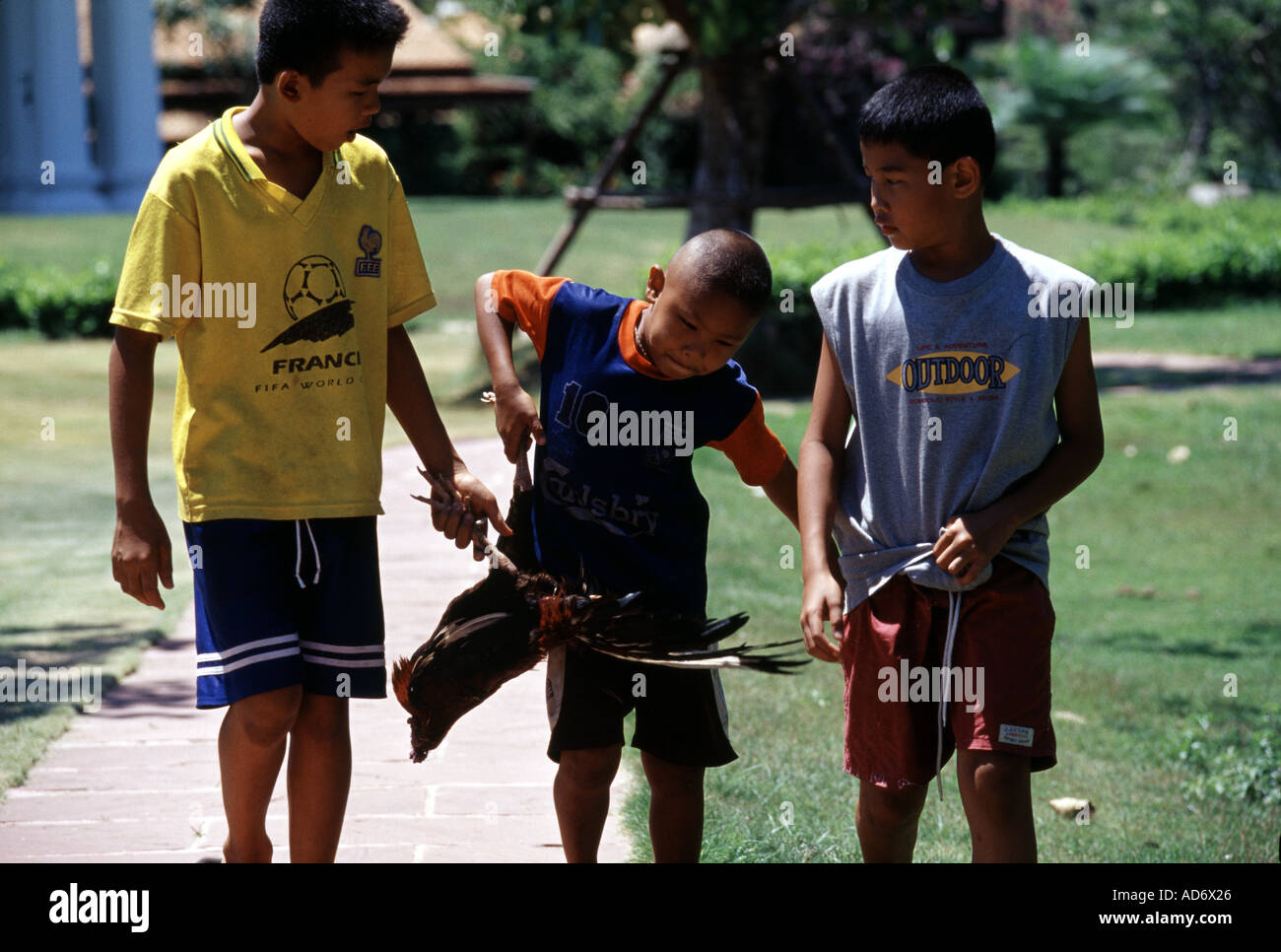 thai boys handling chicken Stock Photo - Alamy