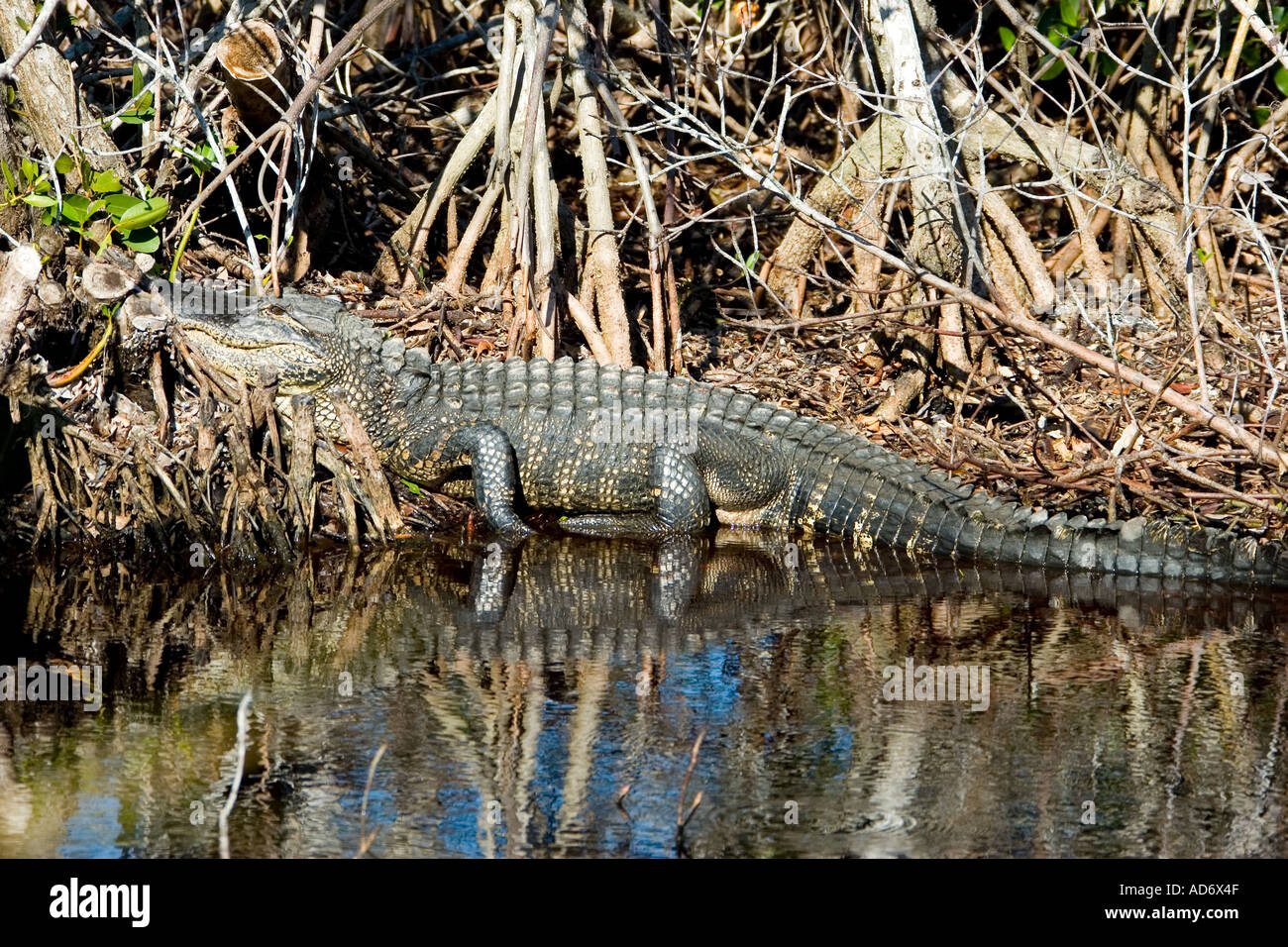 alligator in everglades at wonderful sunset scenery landscape florida ...