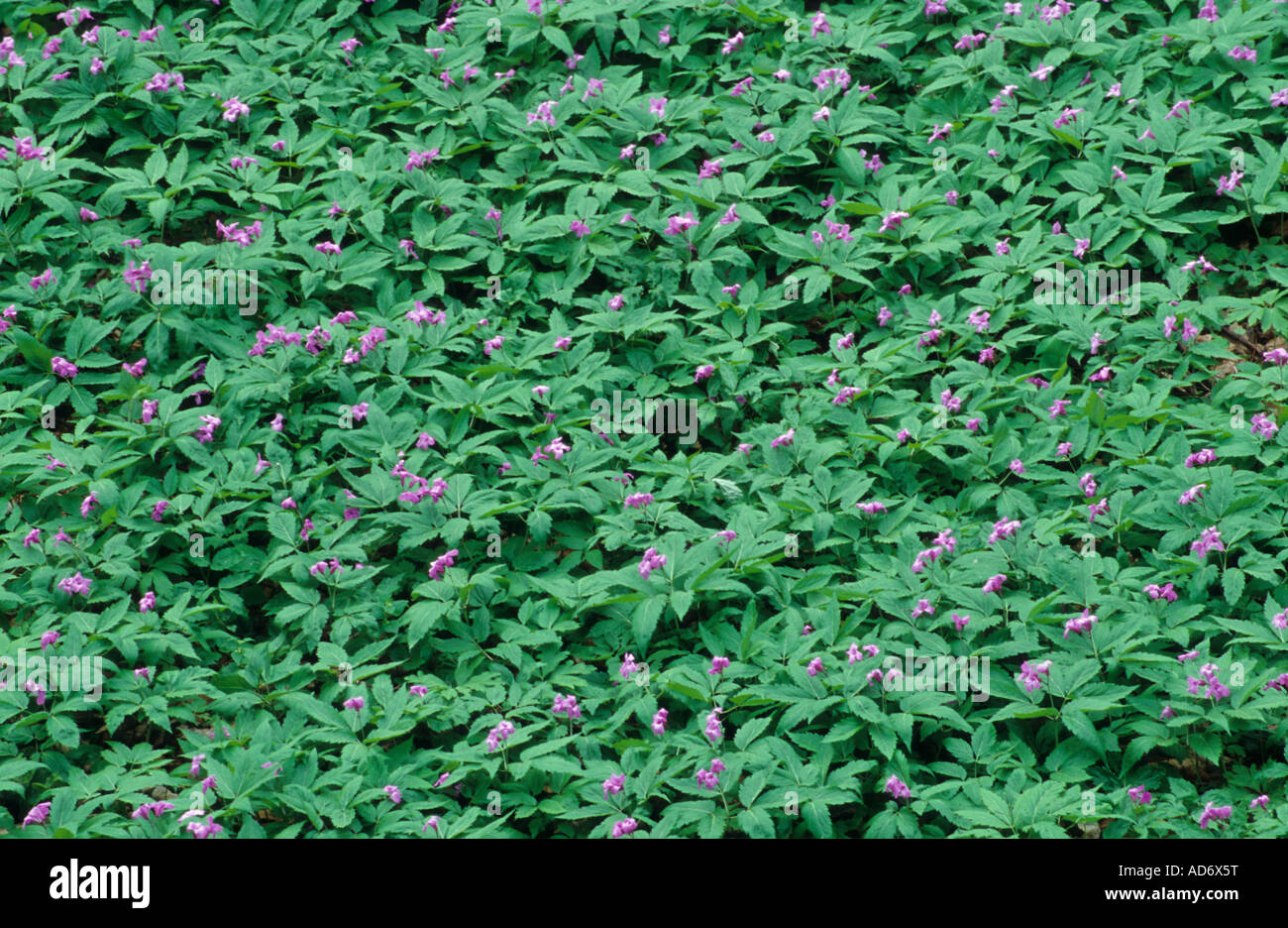 Toothwort ( Dentaria glandulosa Stock Photo - Alamy