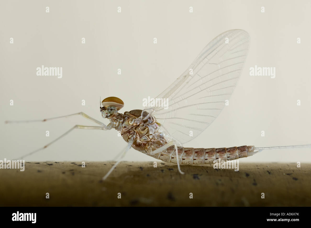Mayfly baetidae hi-res stock photography and images - Alamy