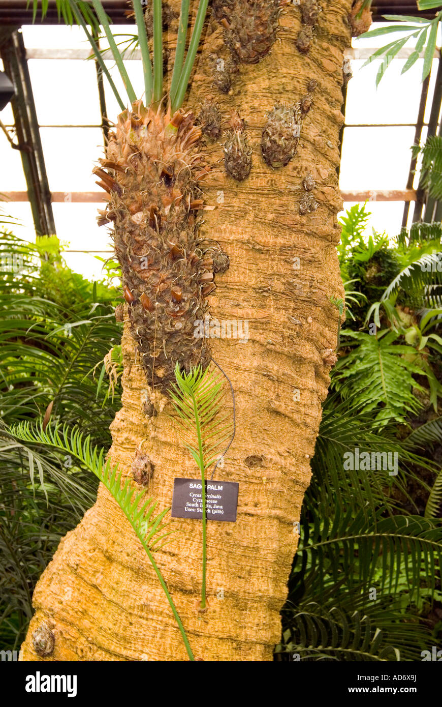 Sago Palm Trunk Stock Photo - Alamy