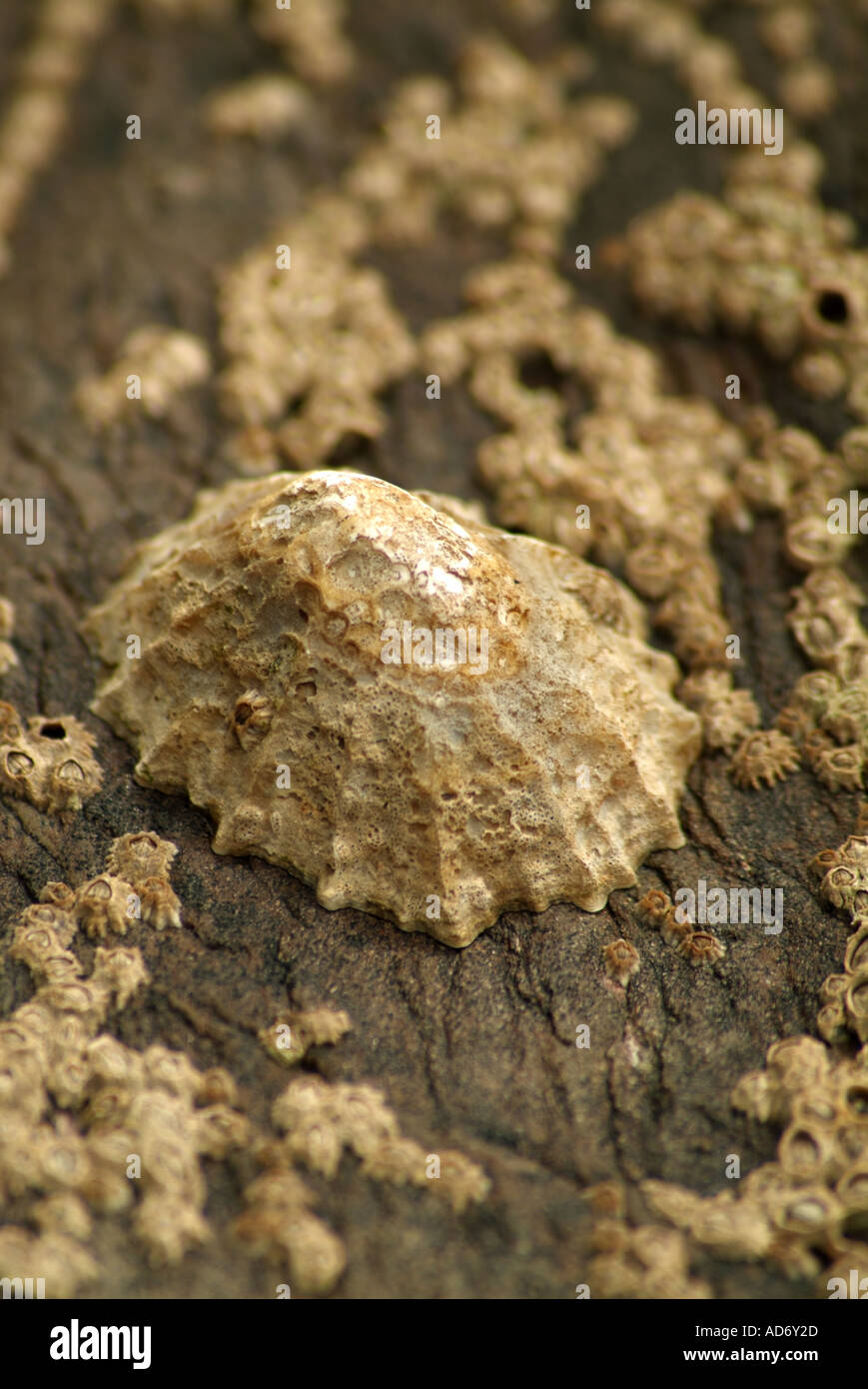 Rough limpet hi-res stock photography and images - Alamy