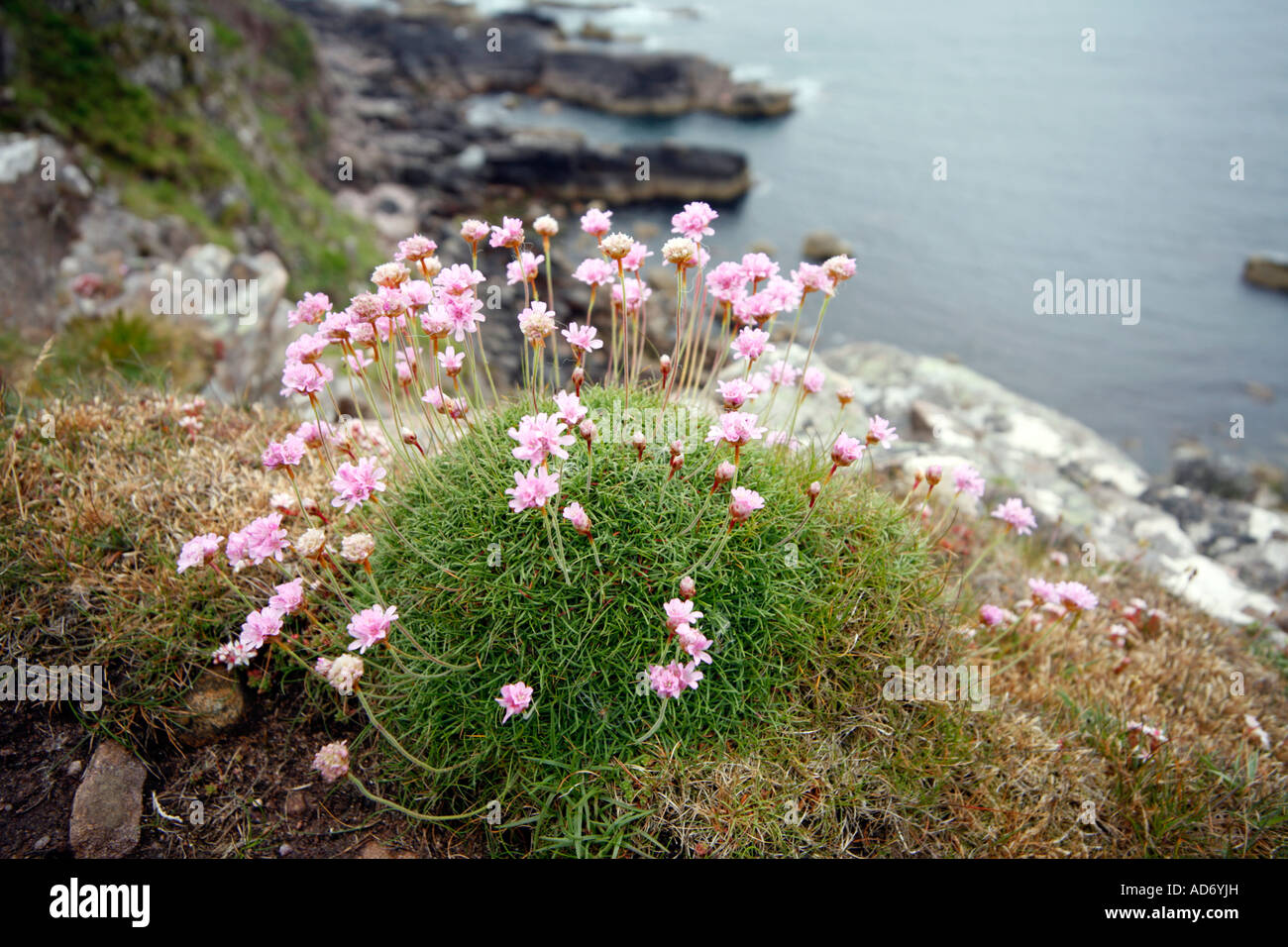 Thrift or Sea Pink armeria maritima growing on cliffs near Stoer ...