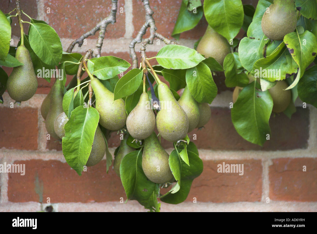 Cordon Pear conference ripening fruit growing in walled garden England ...
