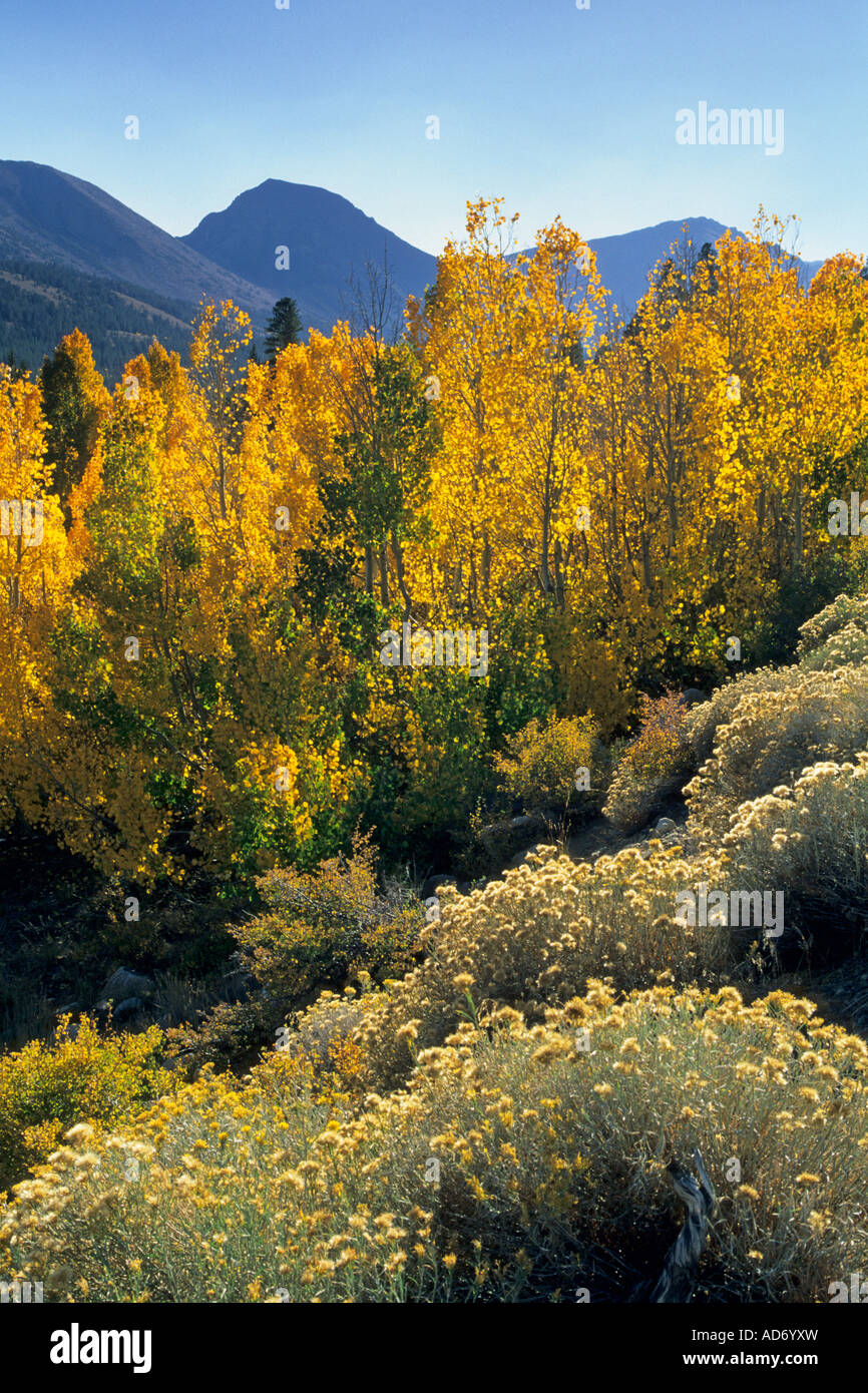Fall colors on aspen trees near Virginia Creek Eastern Sierra Mono ...