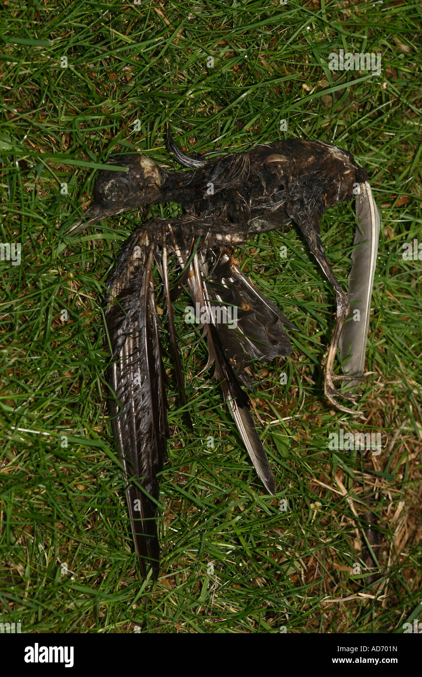 Dead blackbird turdus merula hi-res stock photography and images - Alamy
