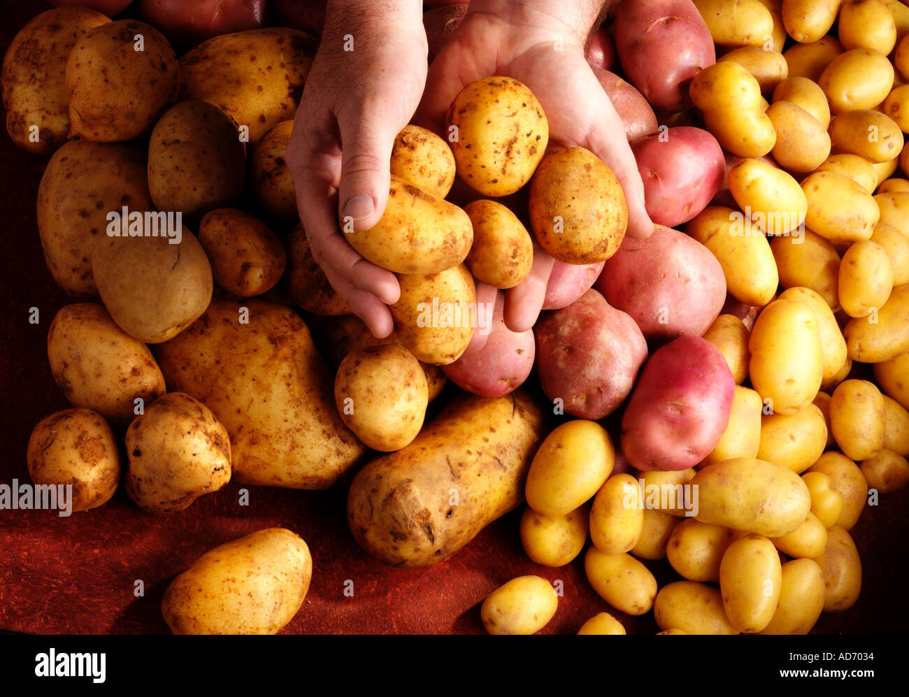 POTATOES WITH HANDS Stock Photo - Alamy