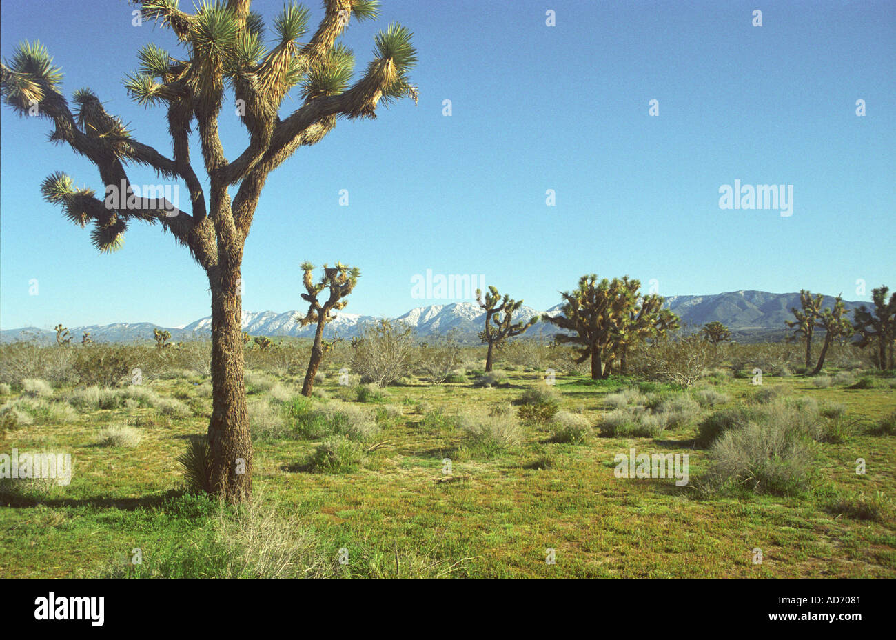 Joshua trees Southern California USA Stock Photo - Alamy