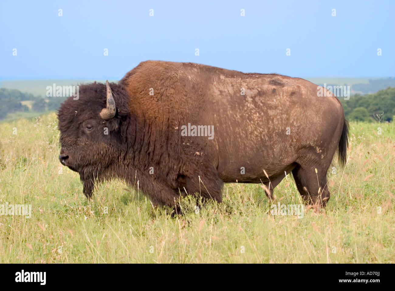 American Bison Bison bison Tall Grass Prairie Preserve Pawhuska ...