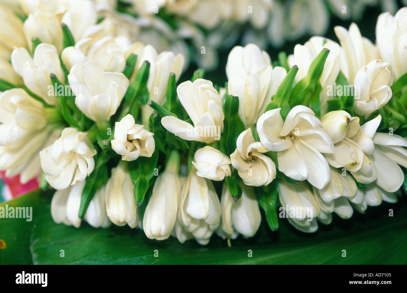 FRENCH POLYNESIA THE LEEWARD ISLANDS ILES SOUS LE VENT BORA BORA ISLAND ...