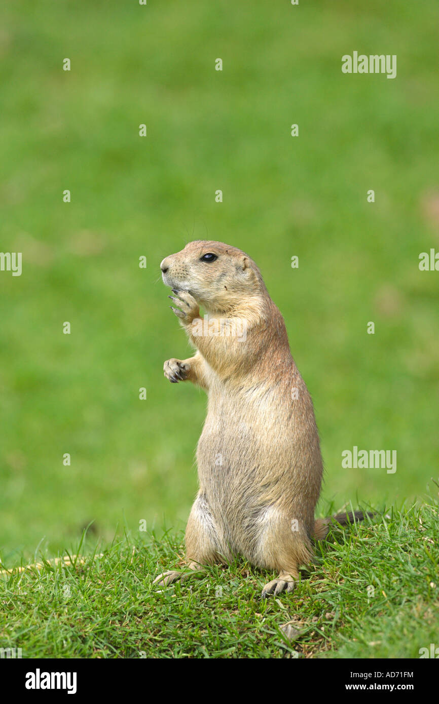 Prairie Dog keeping watch standing up on its haunches on the grass ...