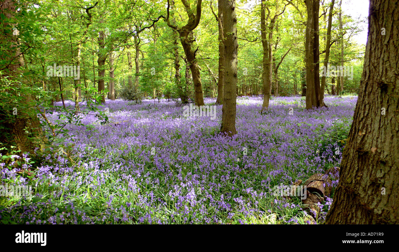 Bluebells at Kingswood Sanderstead Surrey Stock Photo - Alamy