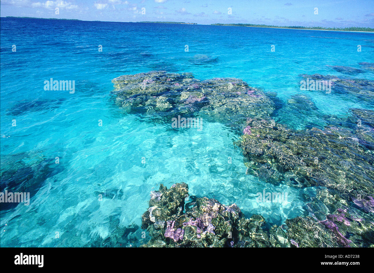 FRENCH POLYNESIA TUAMOTU ARCHIPELAGO MANIHI ATOLL THE LAGOON CORAL ...