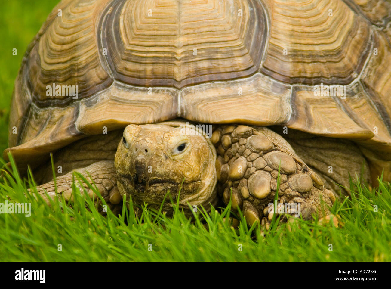 African Spurred Tortoise Stock Photo - Alamy