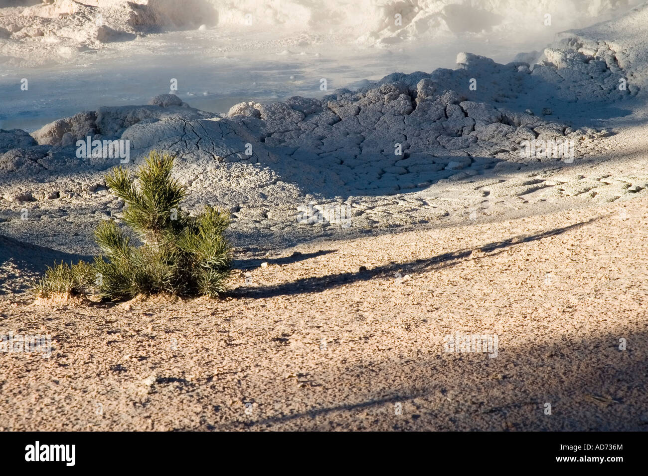 Horizontal shot of part of the Lower Geyser Basin in Yellowstone ...