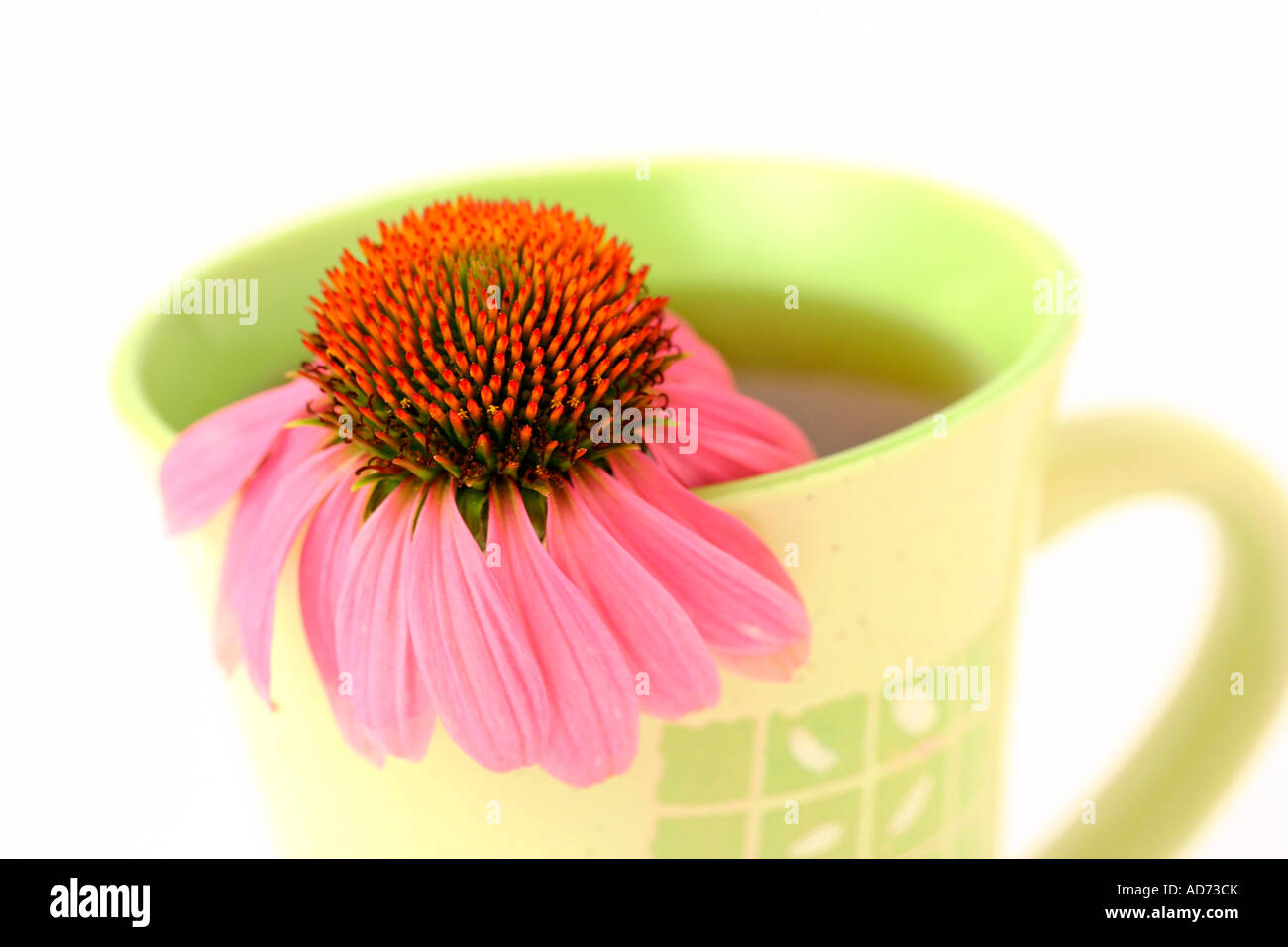Purple coneflowers infusion (Echinacea purpurea Stock Photo - Alamy
