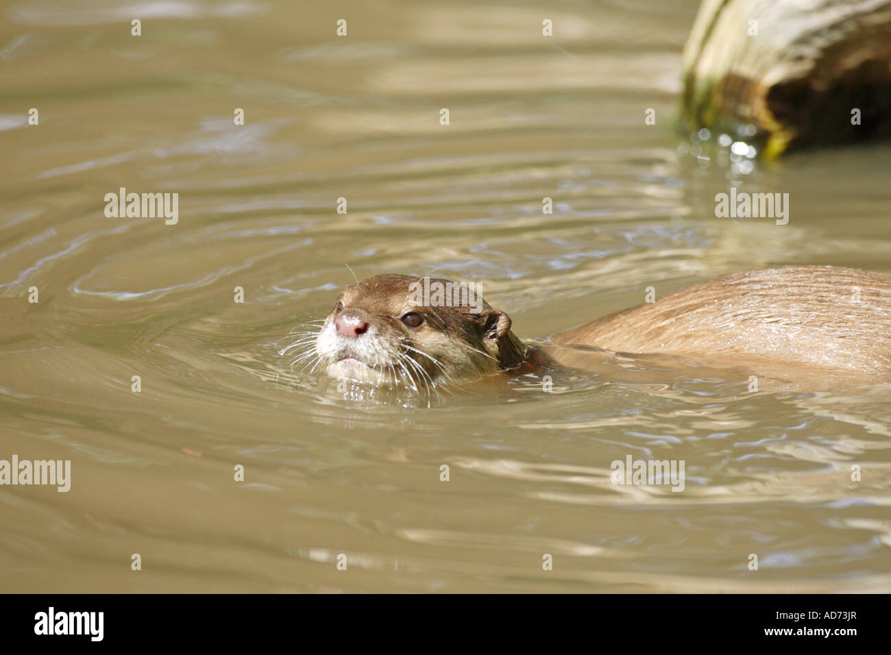 Asian Short Clawed Otter in the water feeding on a fish with eye ...