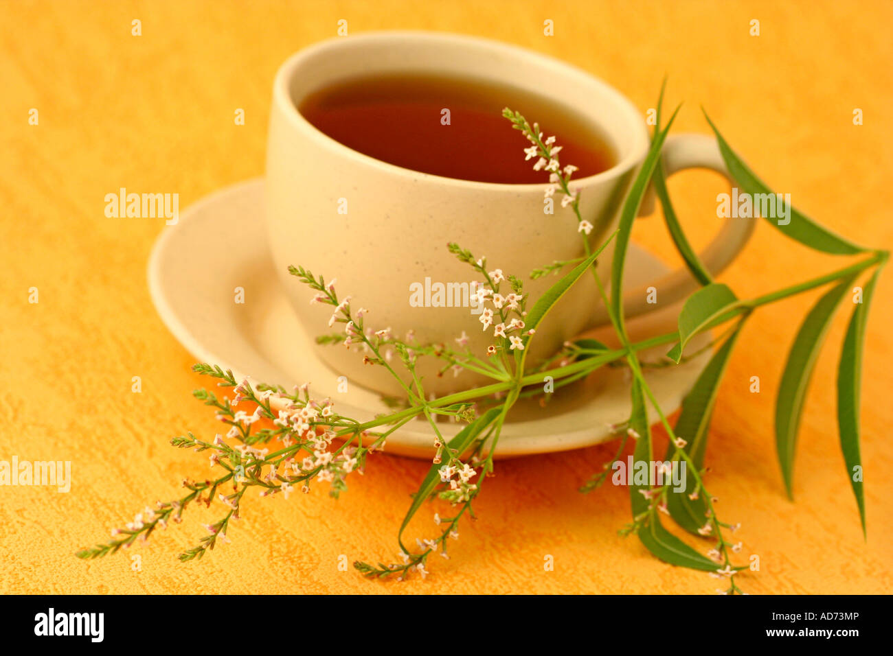 Lemon verbena infusion (Lippia citriodora or Aloysia triphylla Stock ...