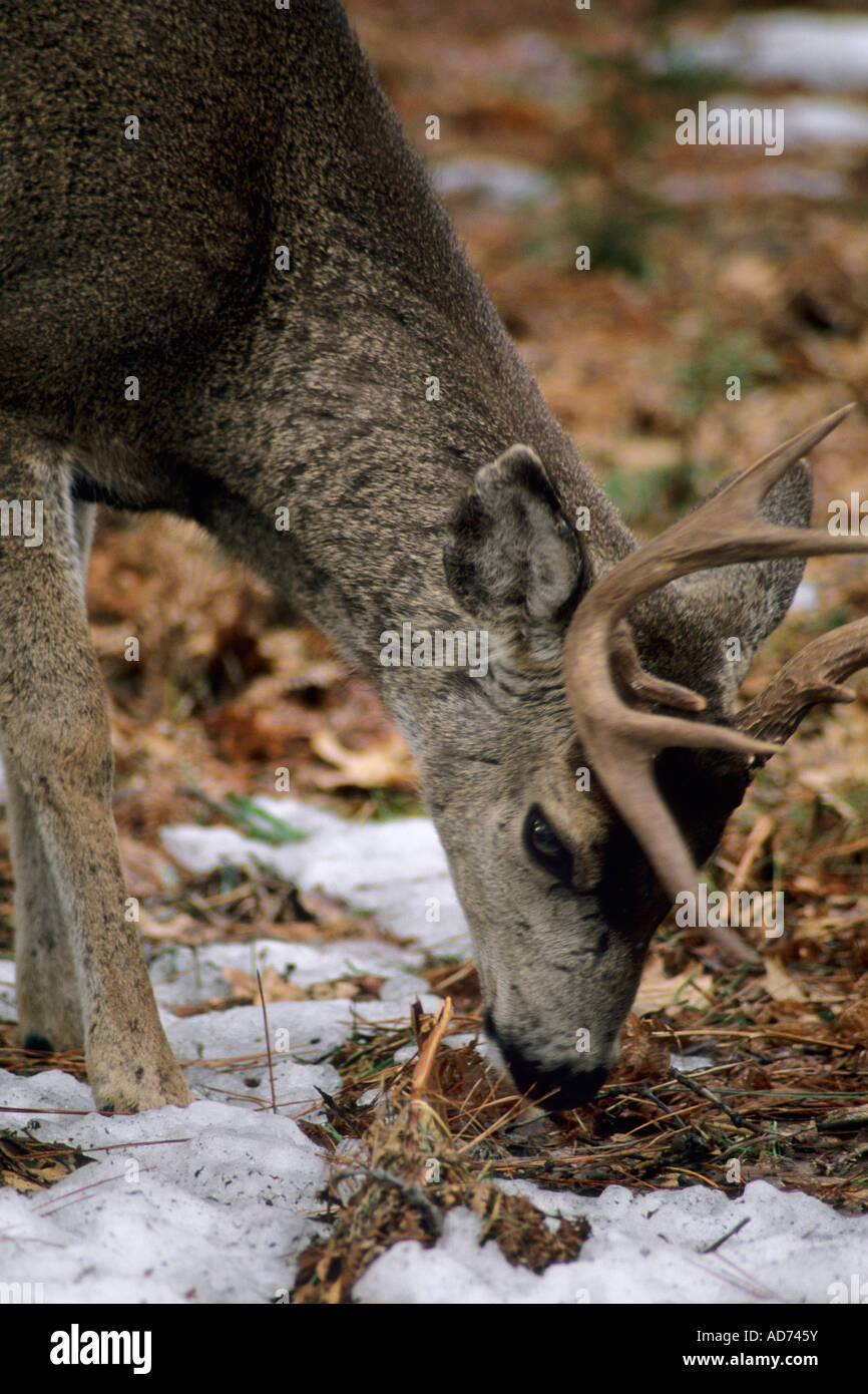 Mule Deer Buck foraging for food in winter Yosemite Valley Yosemite ...