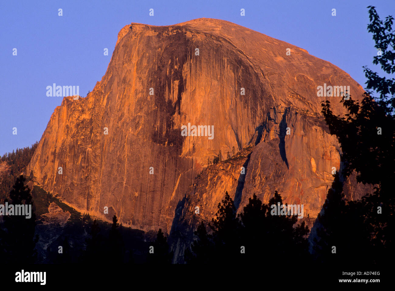Alpenglow at sunset on Half Dome Yosemite Valley Yosemite National Park ...