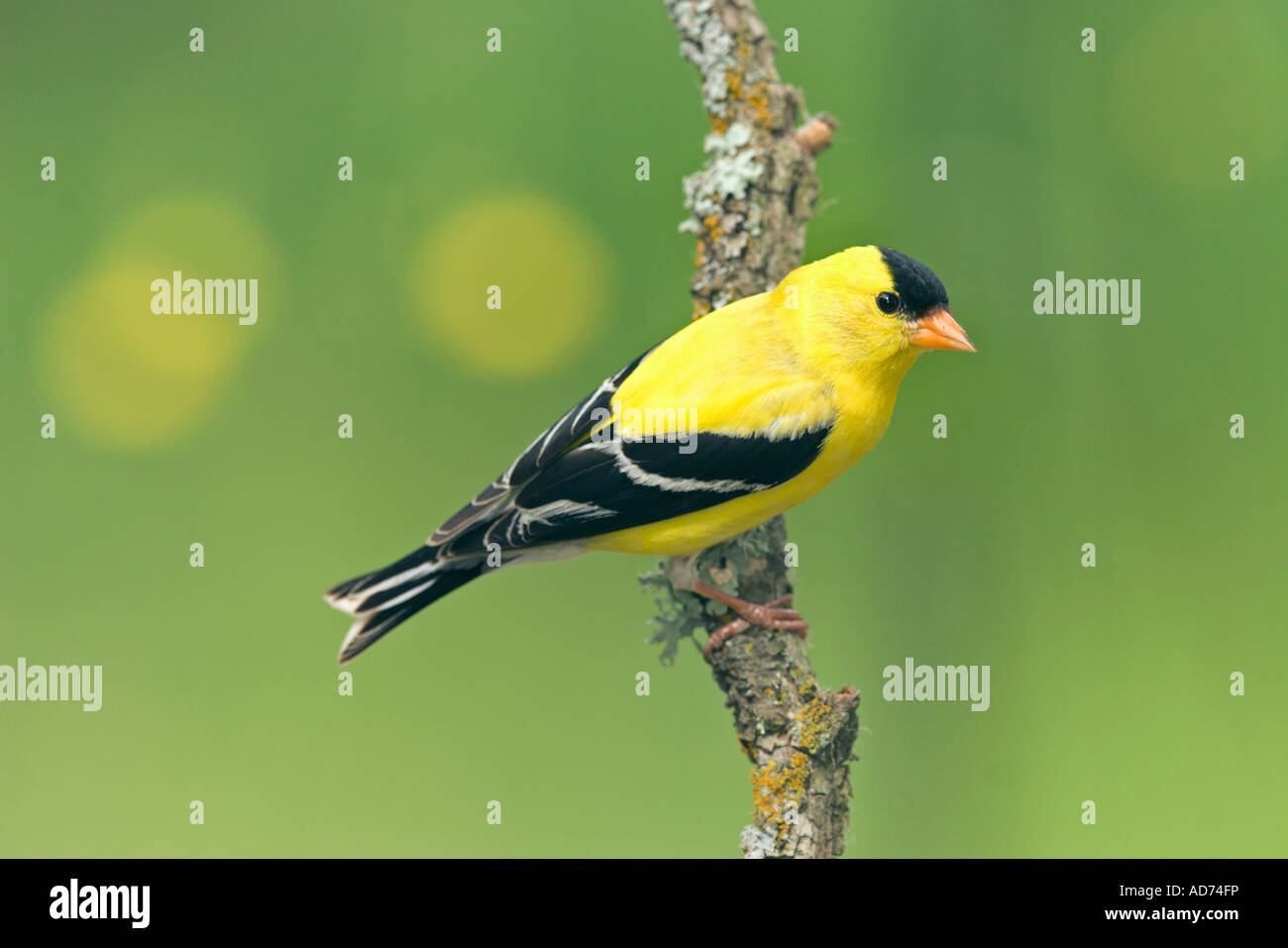 American goldfinch wings hi-res stock photography and images - Alamy