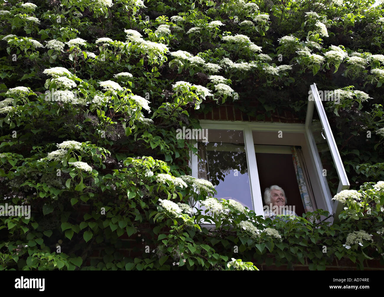 Smiling elderly lady looking out of window surrounded by magnificent ...