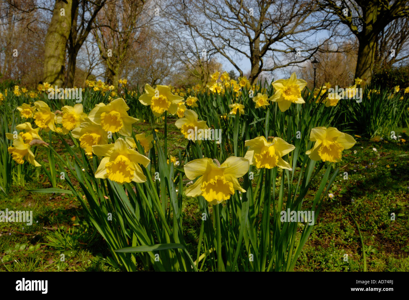 yellow daffodils spring time poulton le fylde lancashire england uk ...