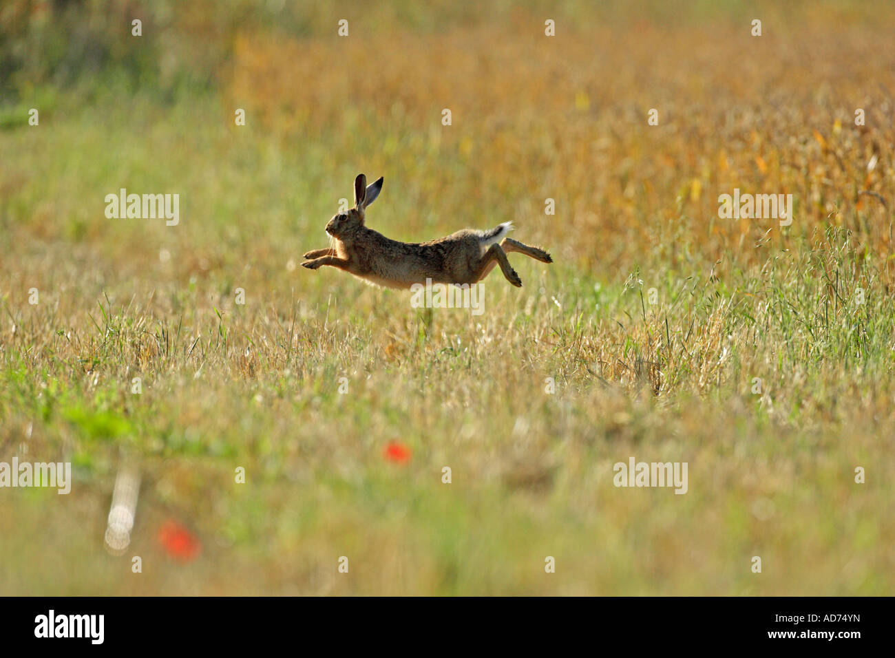 Leaping hare hi-res stock photography and images - Alamy