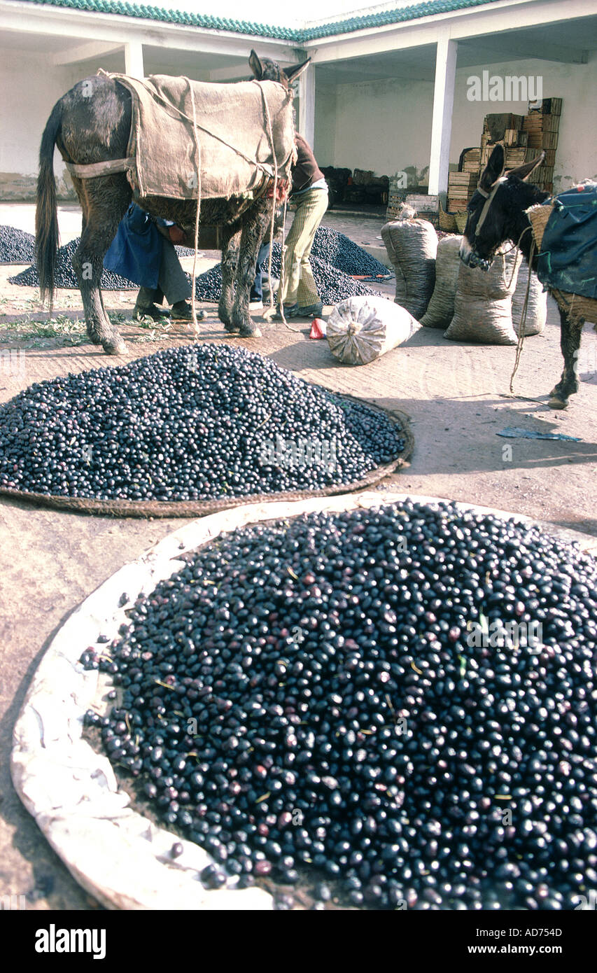 MOROCCO SAFI MEDINA THE OLIVES MARKET IN WINTER AFTER CROPPING Stock ...