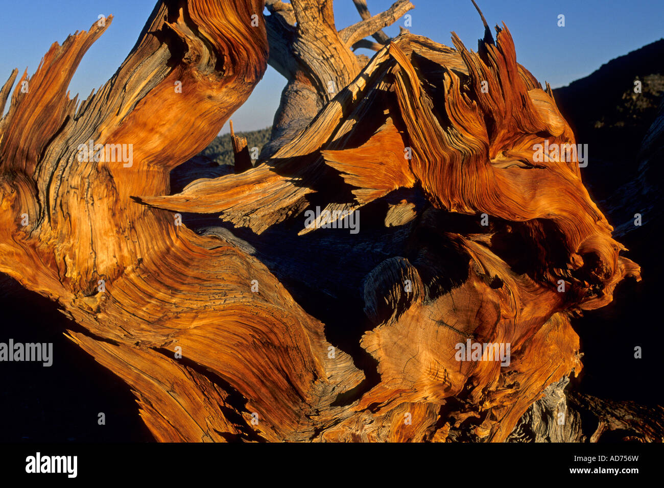 Bristlecone Pine snag at sunset Ancient Bristlecone Pine Forest White ...