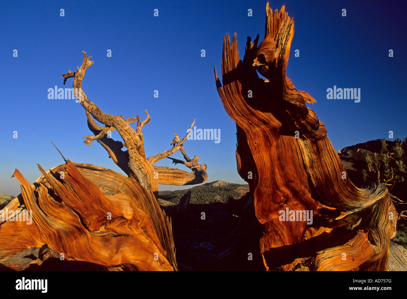 Bristlecone Pine snag at sunset Ancient Bristlecone Pine Forest White ...