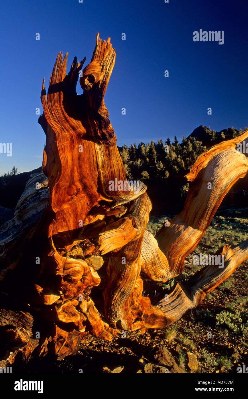 Bristlecone Pine snag at sunset Ancient Bristlecone Pine Forest White ...