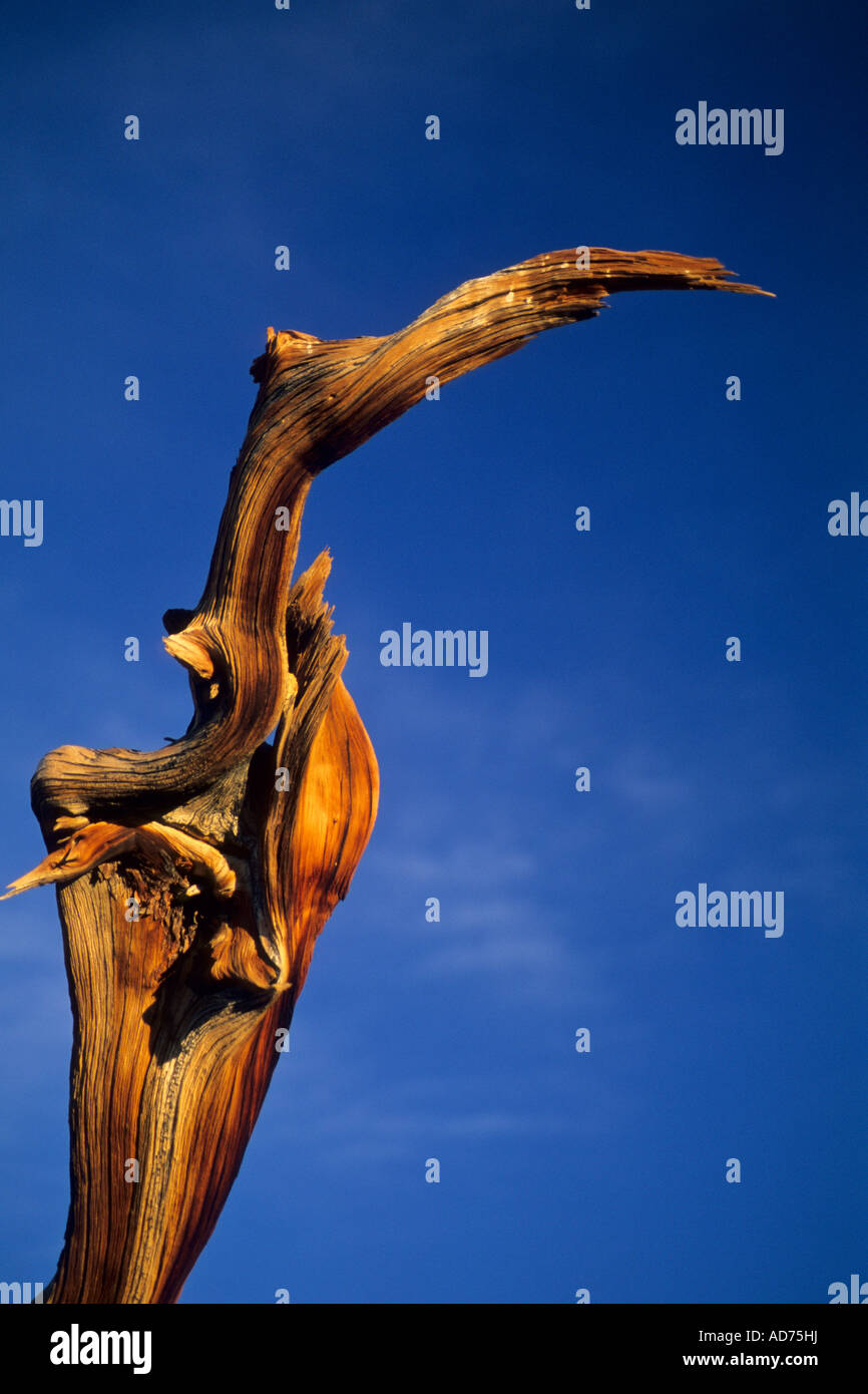 Bristlecone Pine snag at sunset Ancient Bristlecone Pine Forest White ...