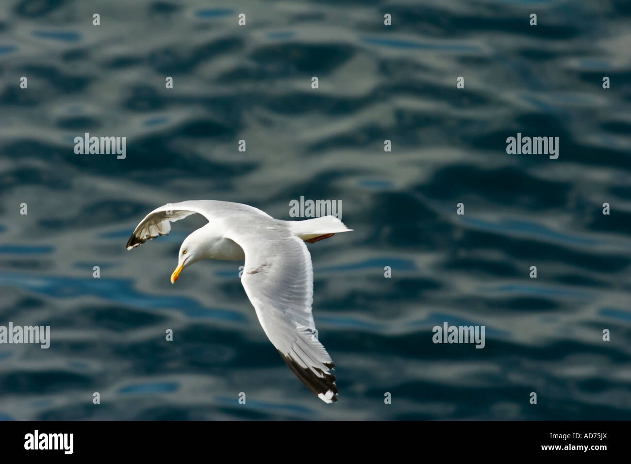 Larus argentatus, herring gull in flight Stock Photo - Alamy