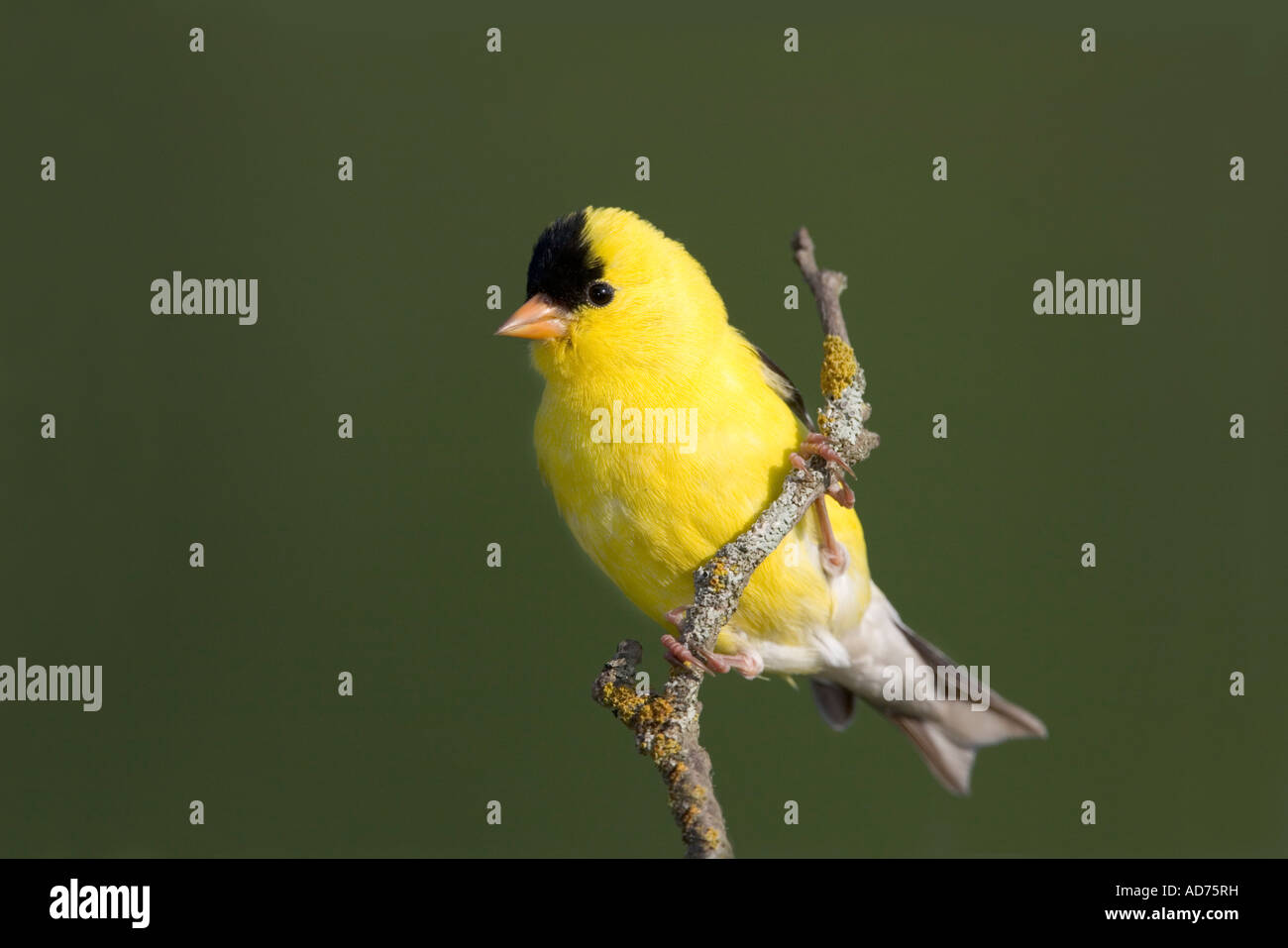 American Goldfinch Carduelis tristis Tamarack Aitkin County Minnesota ...