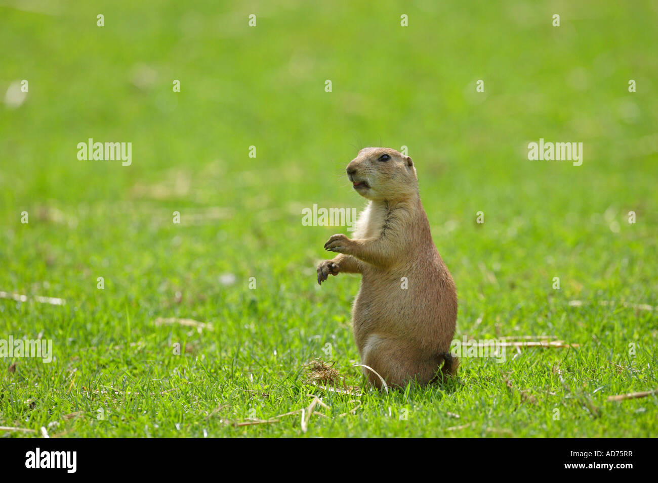 Prairie Dog keeping watch sitting up on its haunches on the grass with ...