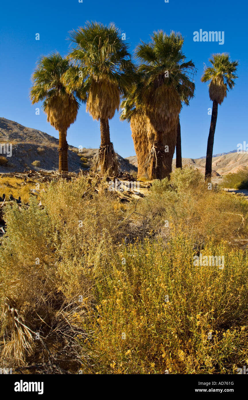 Desert Fan Palm trees Washingtonia filifera at 17 Palms Oasis Anza ...