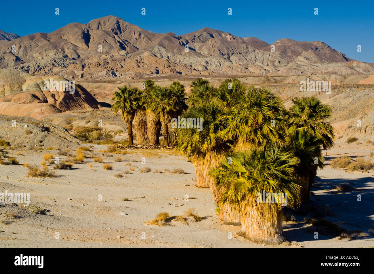 Desert Fan Palm trees Washingtonia filifera below mountains 17 Palms ...