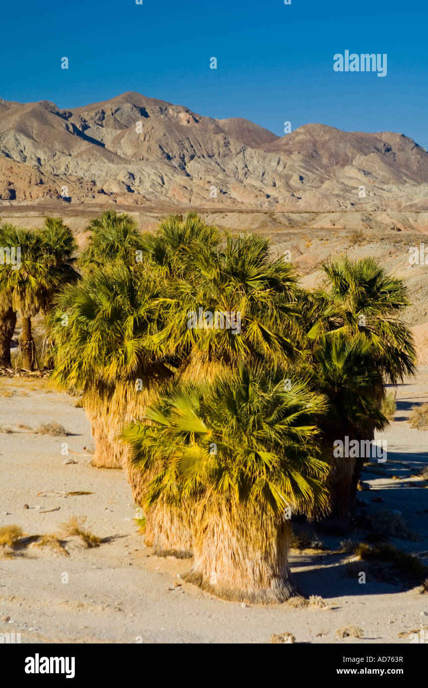 Desert Fan Palm trees Washingtonia filifera below mountains 17 Palms ...